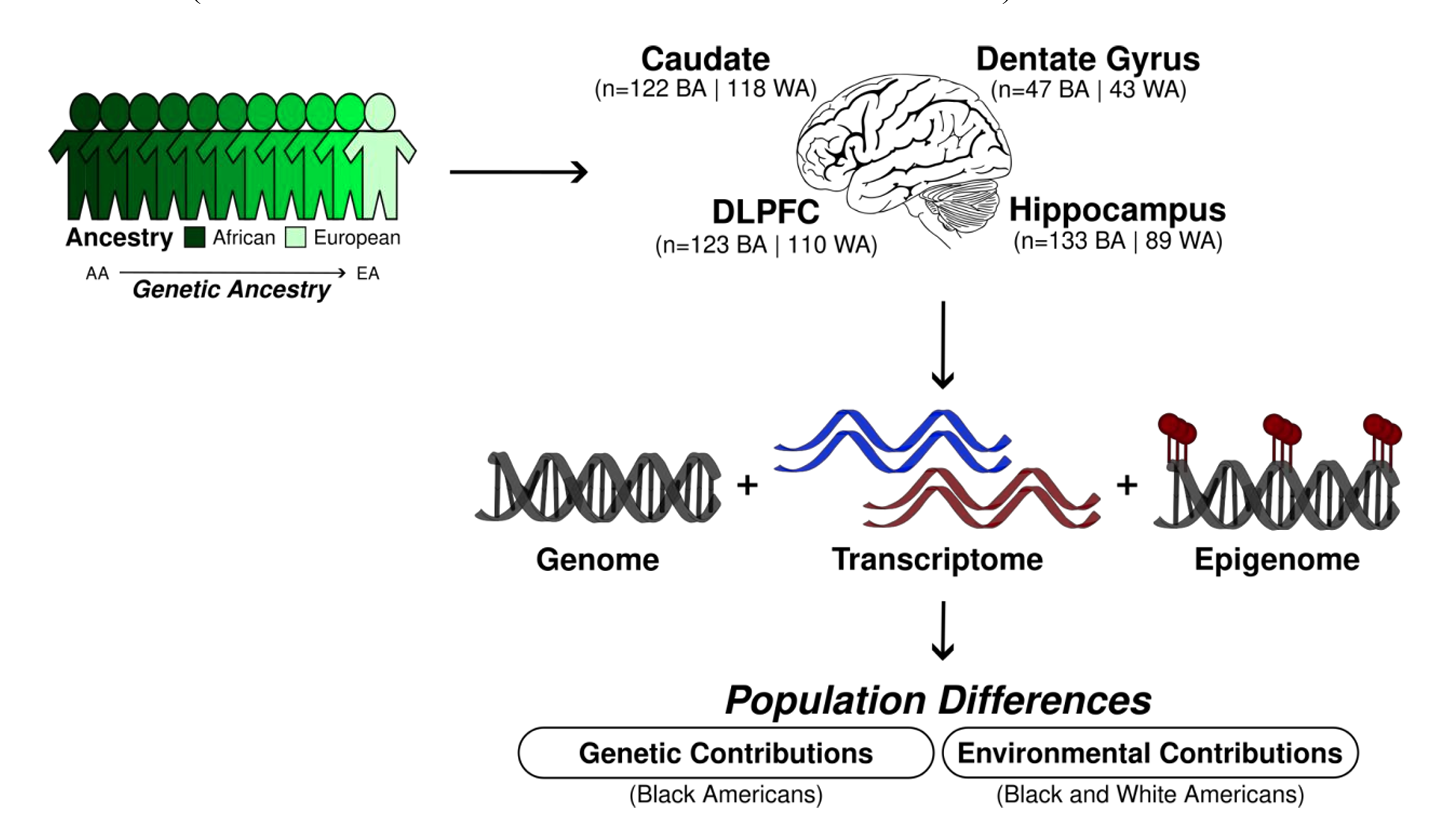 Analysis of gene expression in the postmortem brain of neurotypical ...