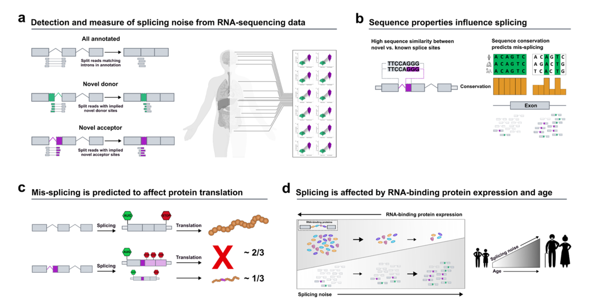 Splicing accuracy varies across human introns, tissues, age and disease ...