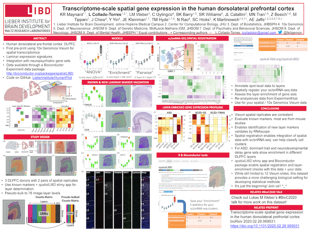 Transcriptome-scale spatial gene expression in the human dorsolateral ...